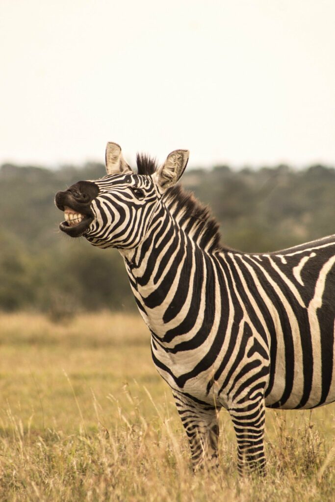 ‘Deu zebra’? Saiba qual é a origem da expressão conhecida no futebol ...